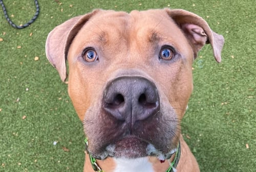 Become a Foster | Providence Animal Rescue League | Rhode Island